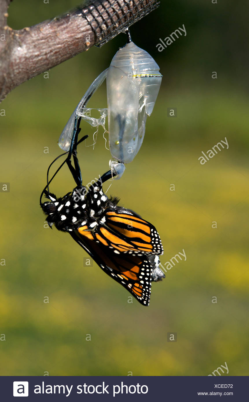 Butterfly Abdomen High Resolution Stock Photography and Images - Alamy