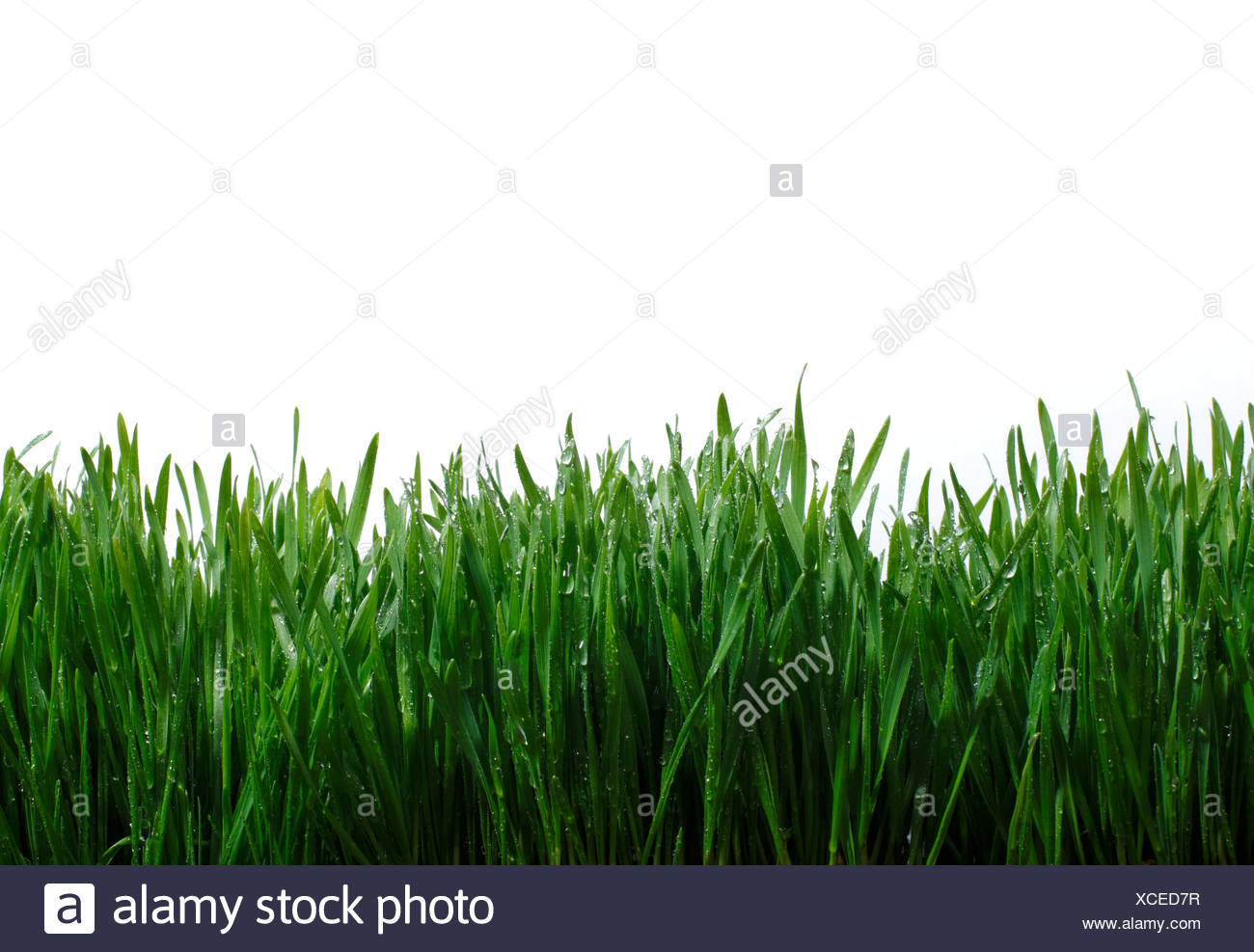 Blades Grass High Resolution Stock Photography and Images - Alamy