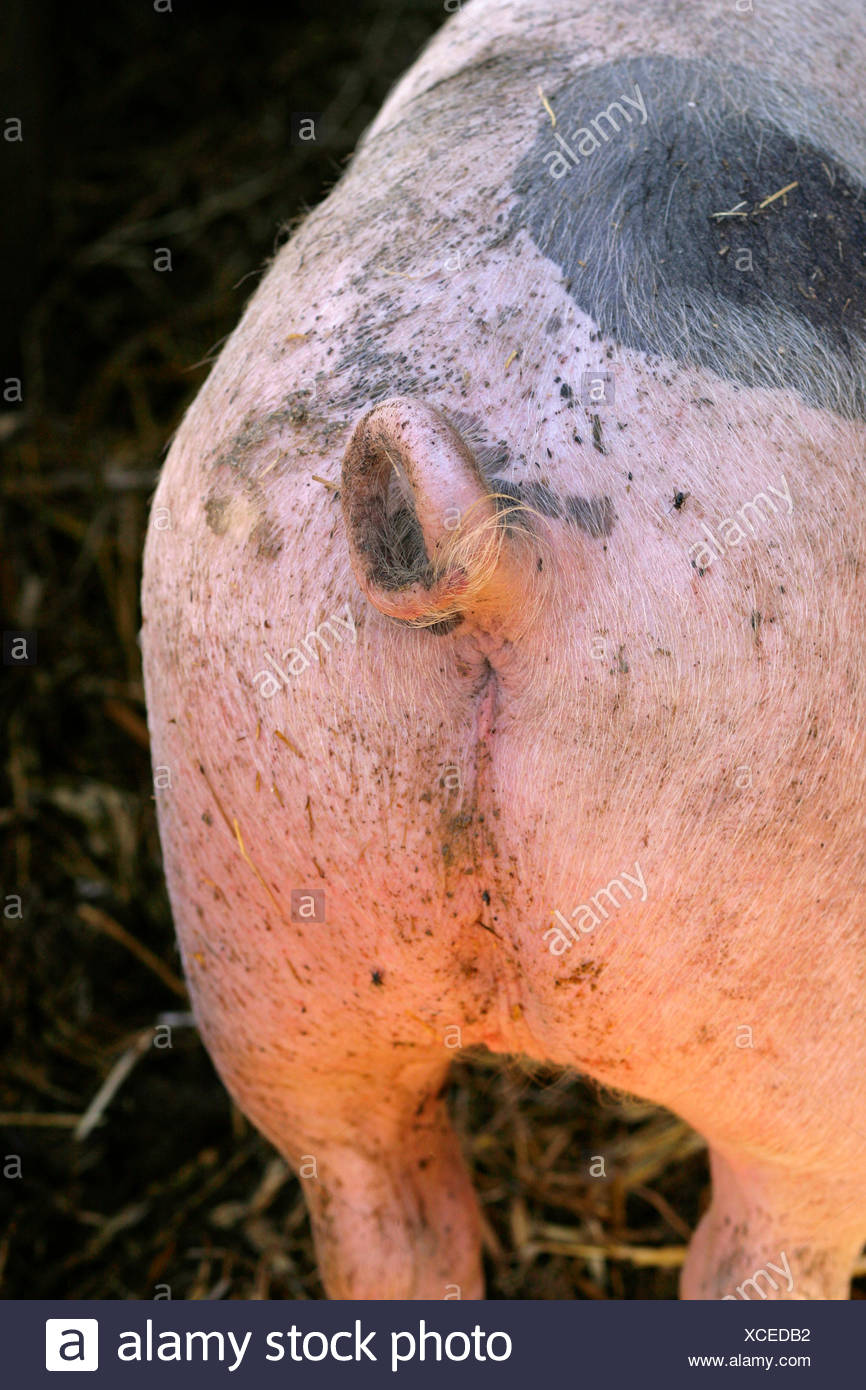 Curly Tail High Resolution Stock Photography and Images - Alamy