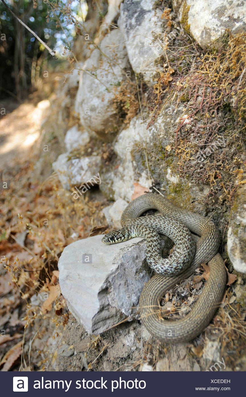 Coluber Gemonensis High Resolution Stock Photography and Images - Alamy