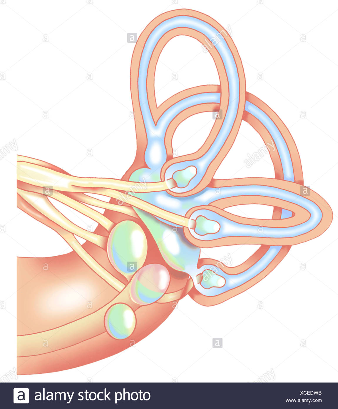 Vestibular System High Resolution Stock Photography and Images - Alamy