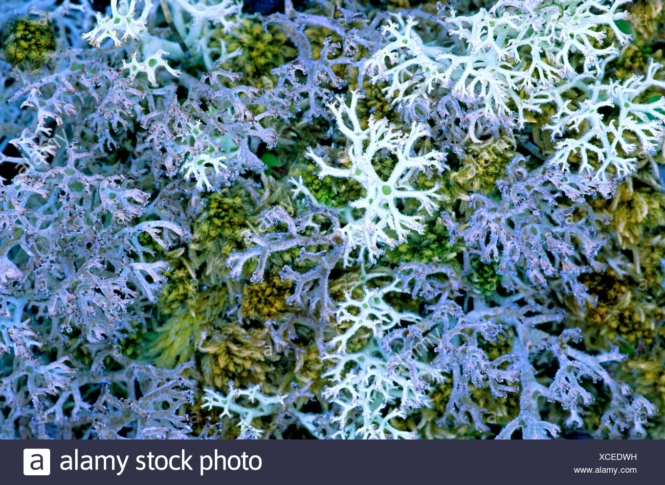 Lichens Tundra Boreal Stock Photos & Lichens Tundra Boreal Stock Images ...