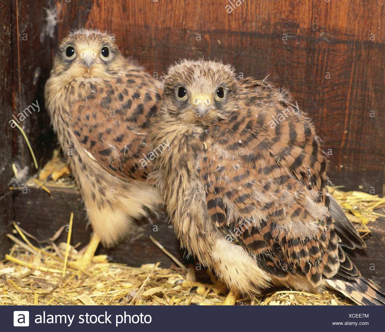 Birds Of Africa South Of The Sahara High Resolution Stock Photography ...