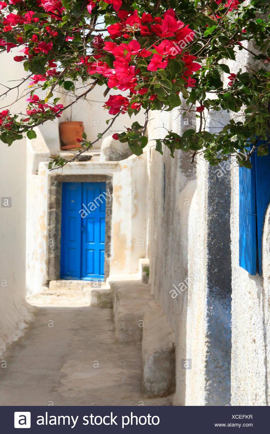 Greek Bougainvillea Europe Stock Photos & Greek Bougainvillea Europe ...