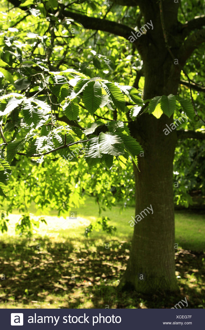 Broad Leaved Tree Stock Photos & Broad Leaved Tree Stock Images - Alamy