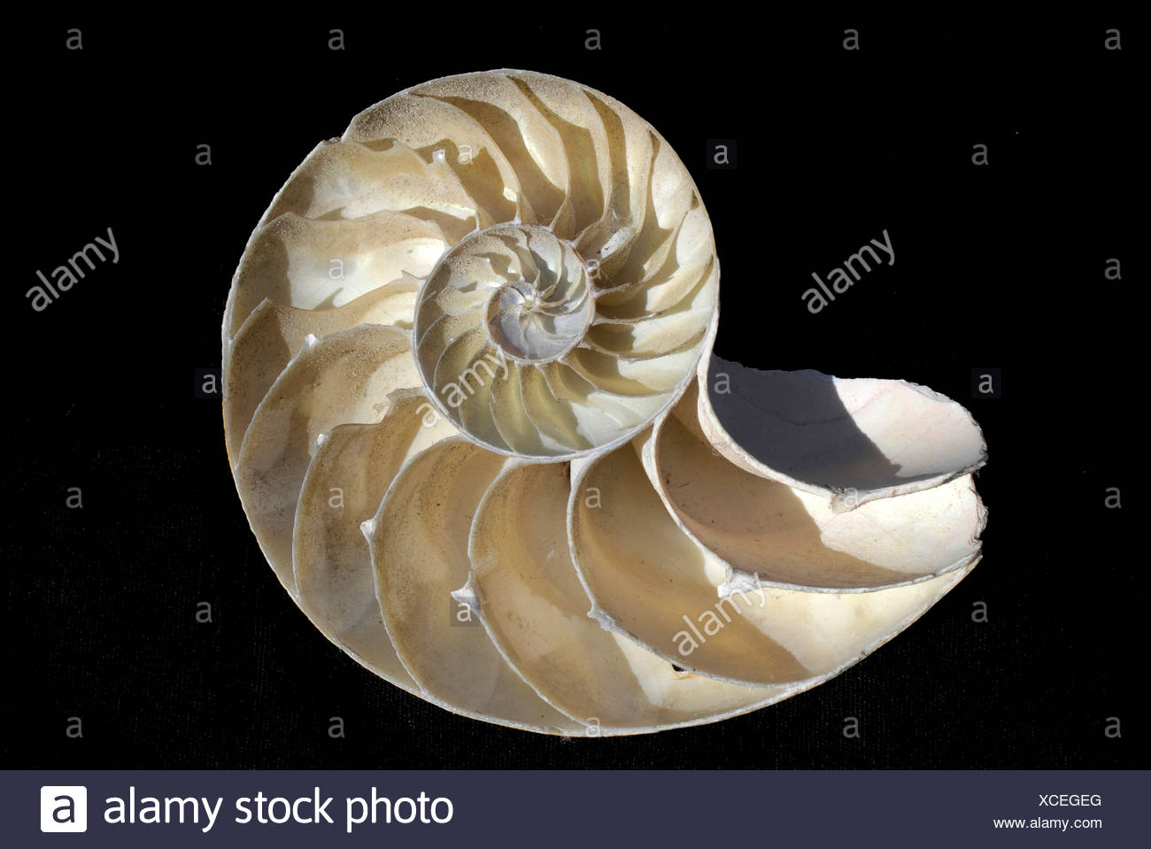 Nautilus Shell Cross Section High Resolution Stock Photography and ...