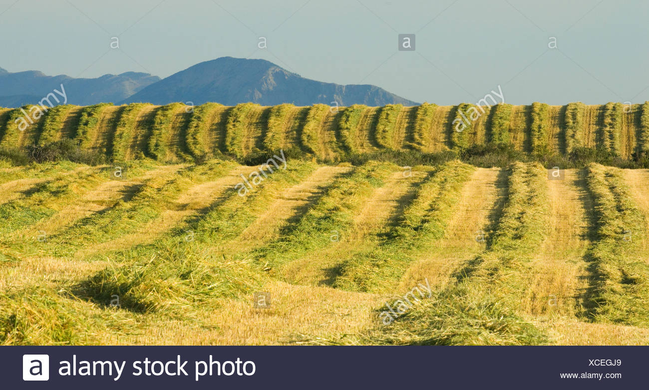 Long Rural Lines High Resolution Stock Photography and Images - Alamy
