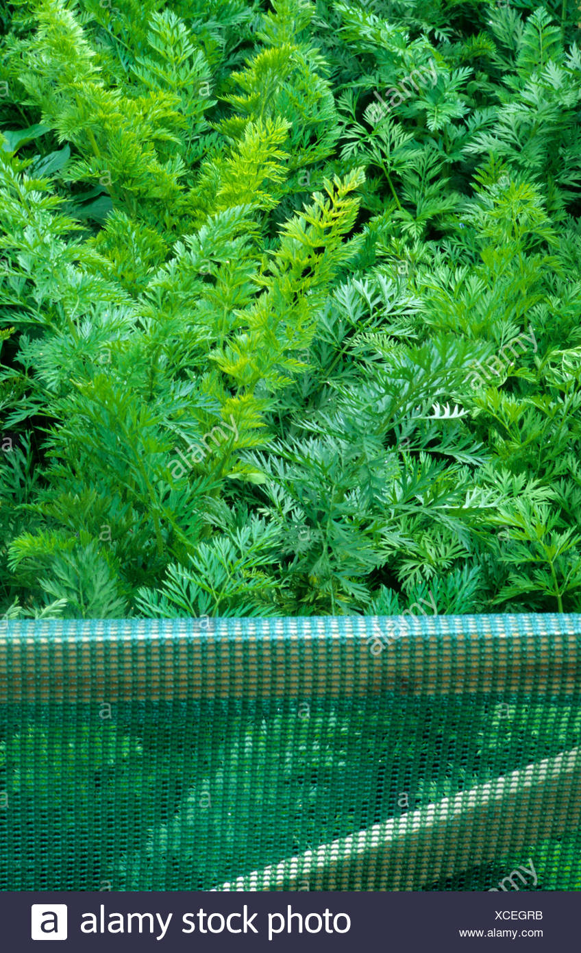 Carrot Fly High Resolution Stock Photography and Images - Alamy