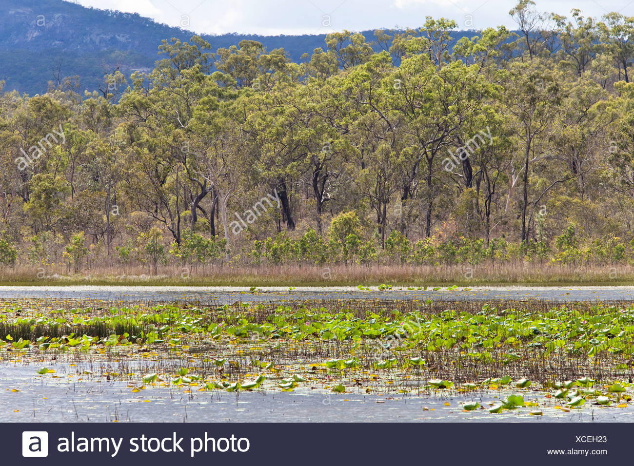 Wetlands Stock Photos & Wetlands Stock Images - Alamy