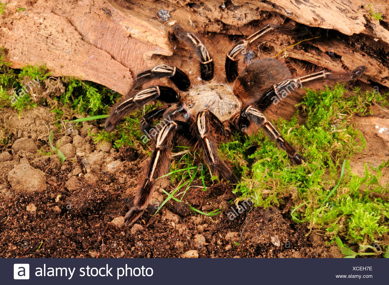 Are Tarantulas Poisonous High Resolution Stock Photography and Images ...