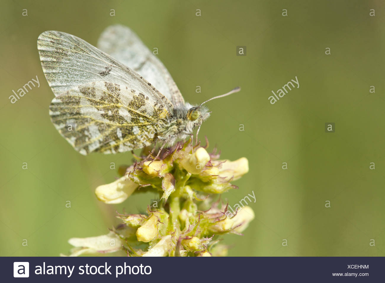 Creusa High Resolution Stock Photography and Images - Alamy
