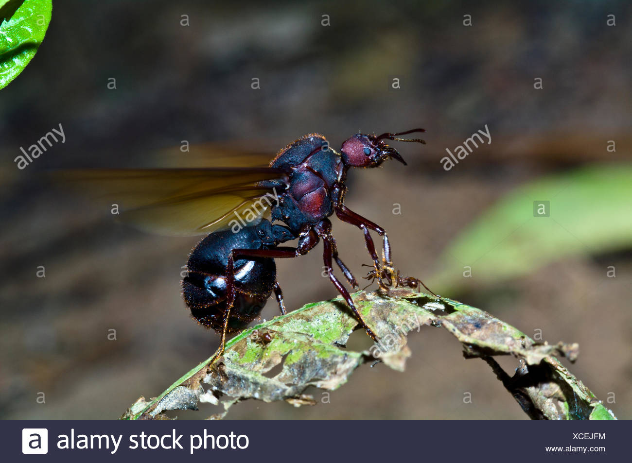 Leaf Cutter Ant High Resolution Stock Photography and Images - Alamy