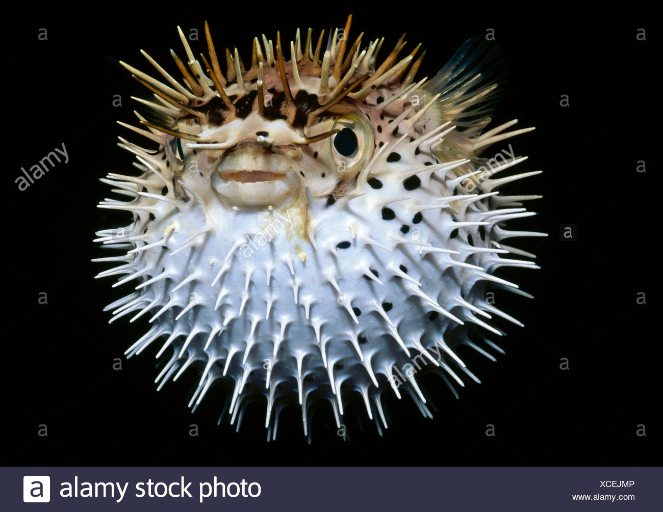 Balloonfish High Resolution Stock Photography and Images - Alamy
