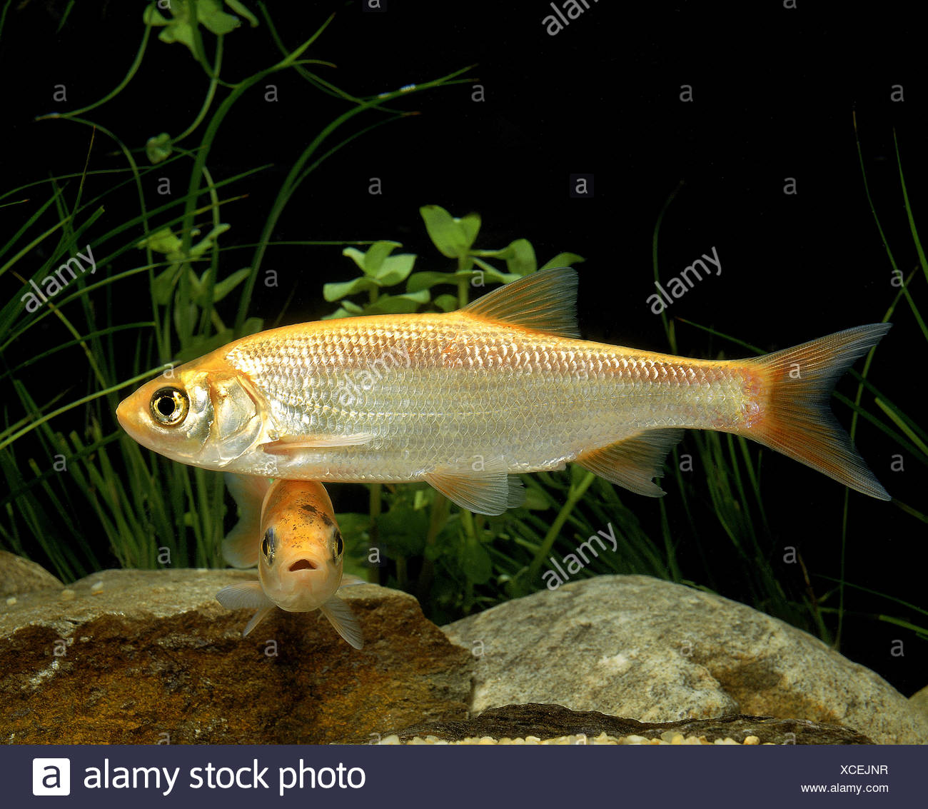 Orfe Leuciscus Idus High Resolution Stock Photography and Images - Alamy