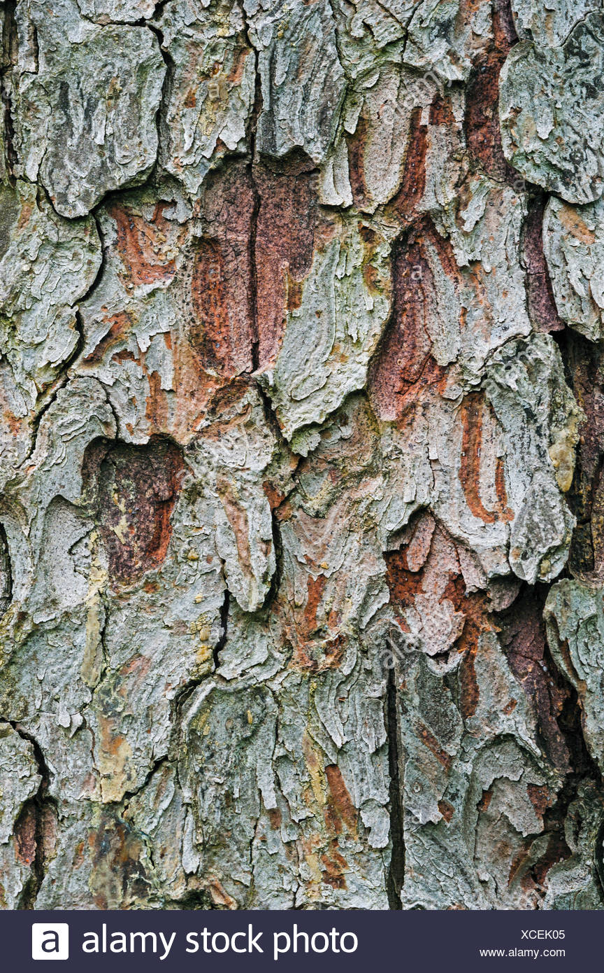 Spruce Bark High Resolution Stock Photography and Images - Alamy