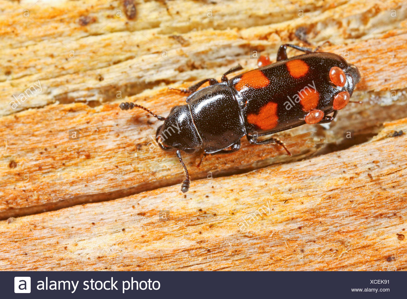 Glischrochilus Quadripunctatus High Resolution Stock Photography and ...