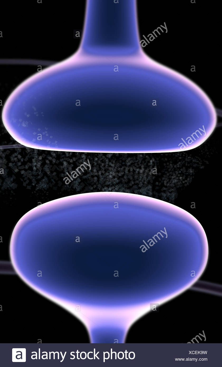 Synaptic Cleft High Resolution Stock Photography and Images - Alamy