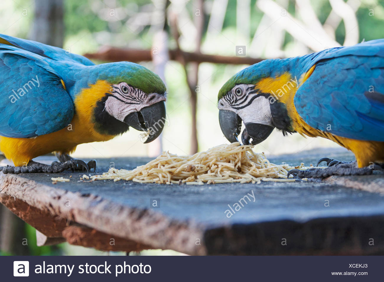 Parrot Photography High Resolution Stock Photography and Images - Alamy