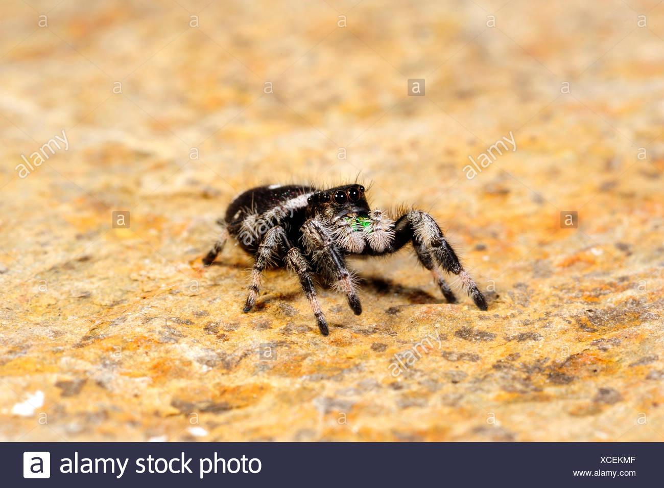 Spiders High Resolution Stock Photography and Images - Alamy