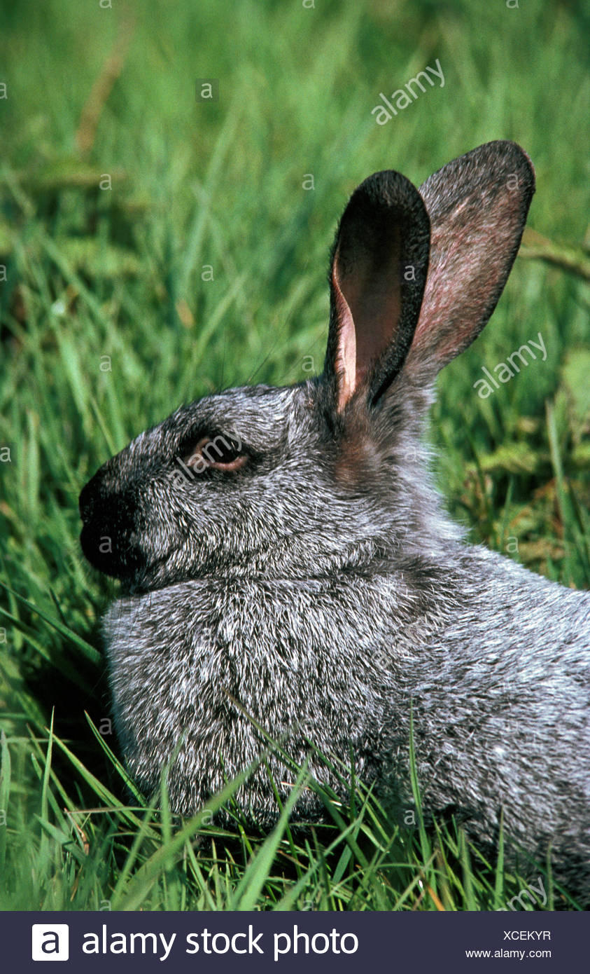 Argente High Resolution Stock Photography and Images - Alamy