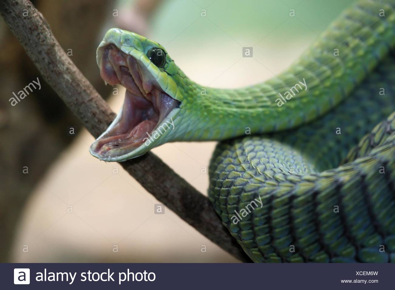 Boomslang High Resolution Stock Photography and Images - Alamy
