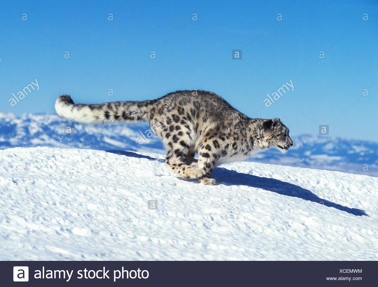 Leopard Running Stock Photos & Leopard Running Stock Images - Alamy