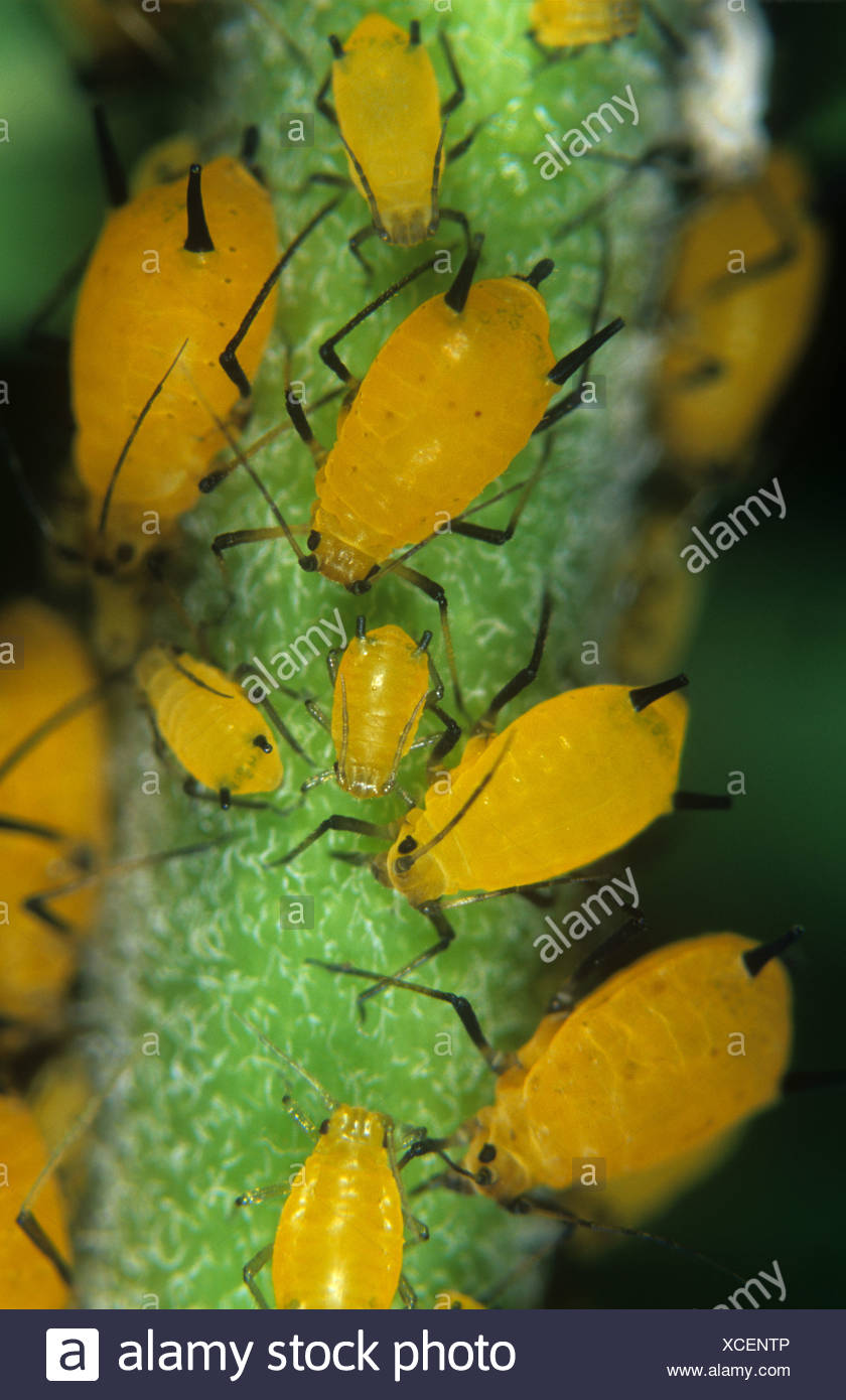 Oleander Aphid High Resolution Stock Photography and Images - Alamy