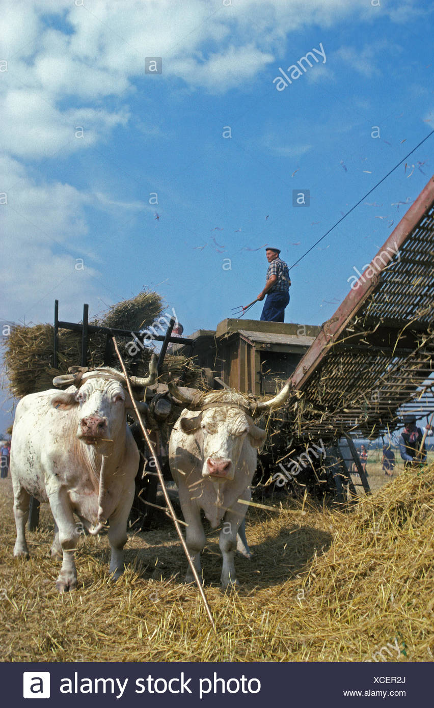 Bullocks Pulling Cart High Resolution Stock Photography and Images - Alamy