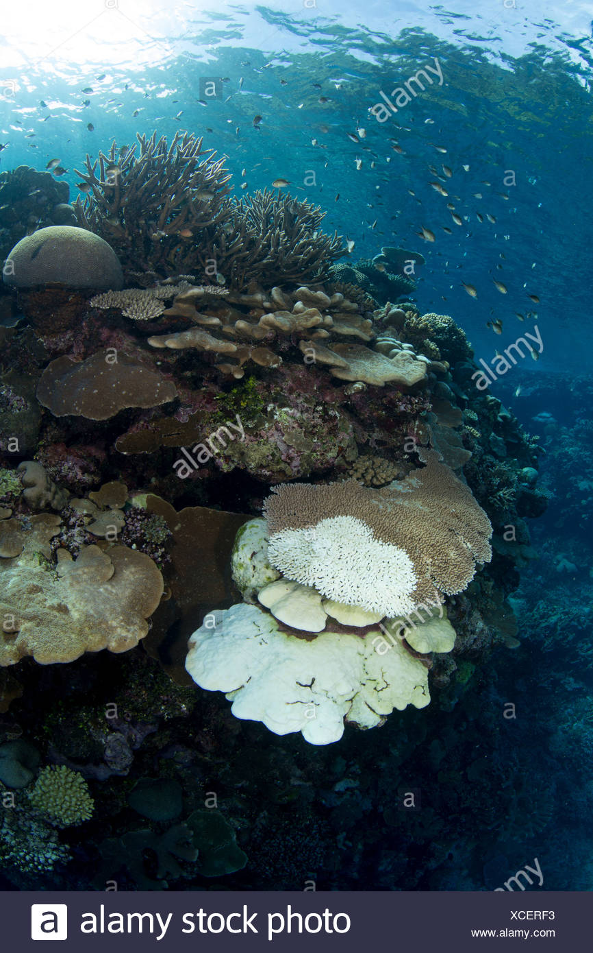 Coral Bleaching Stock Photos & Coral Bleaching Stock Images - Alamy
