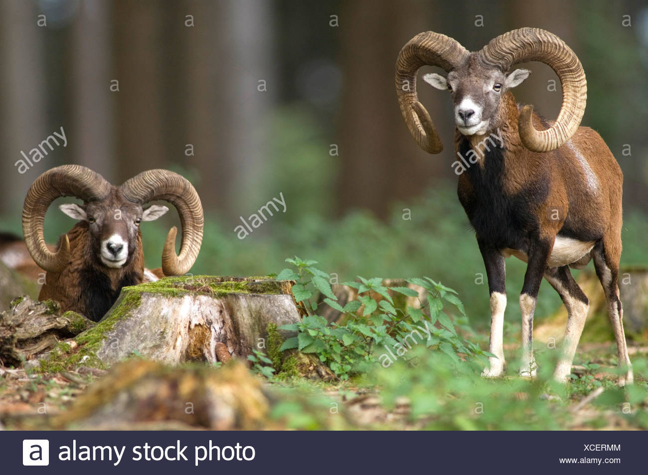 Mouflon Sheep Stock Photos & Mouflon Sheep Stock Images - Alamy