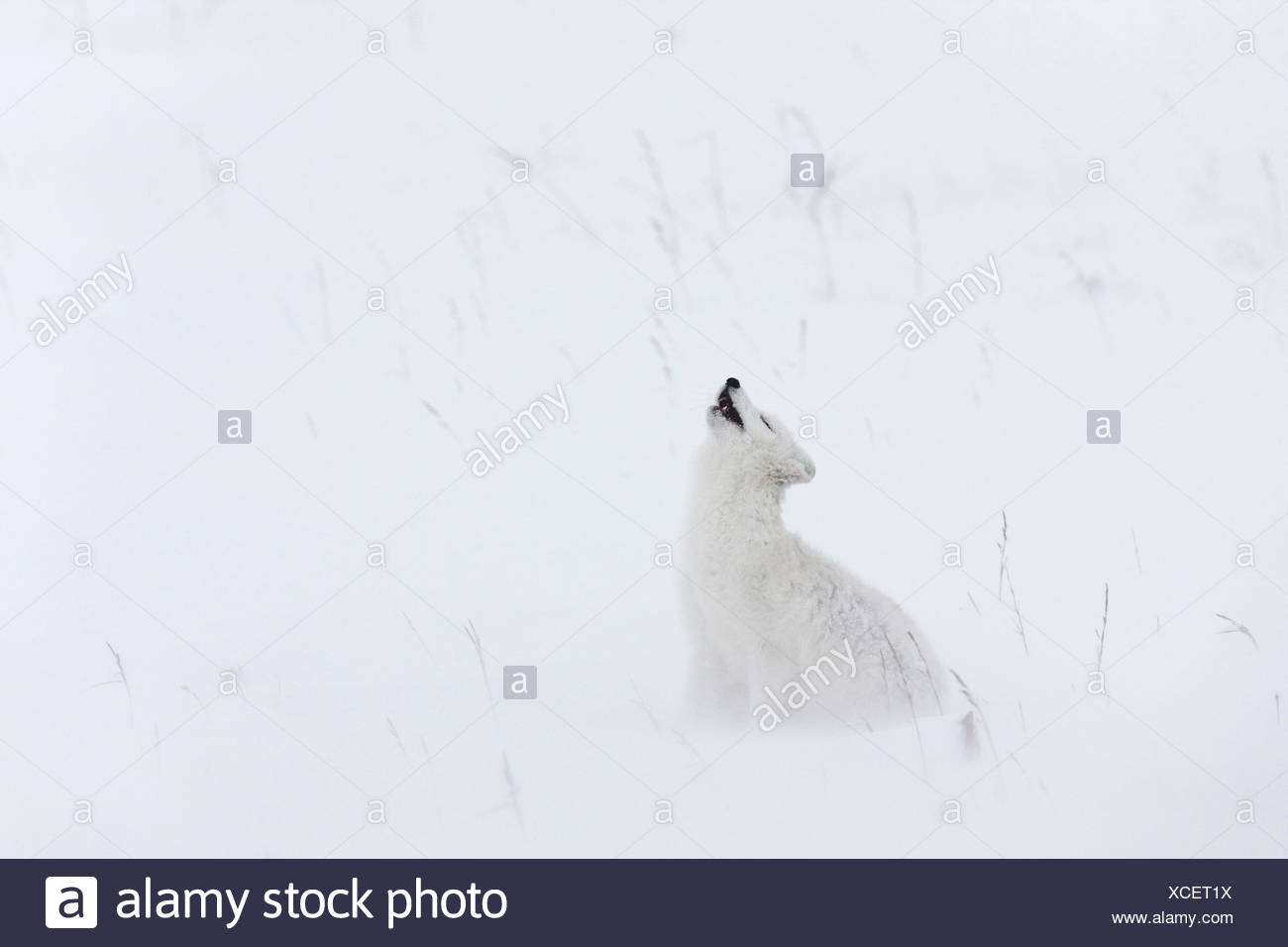 Fox Howling High Resolution Stock Photography and Images - Alamy