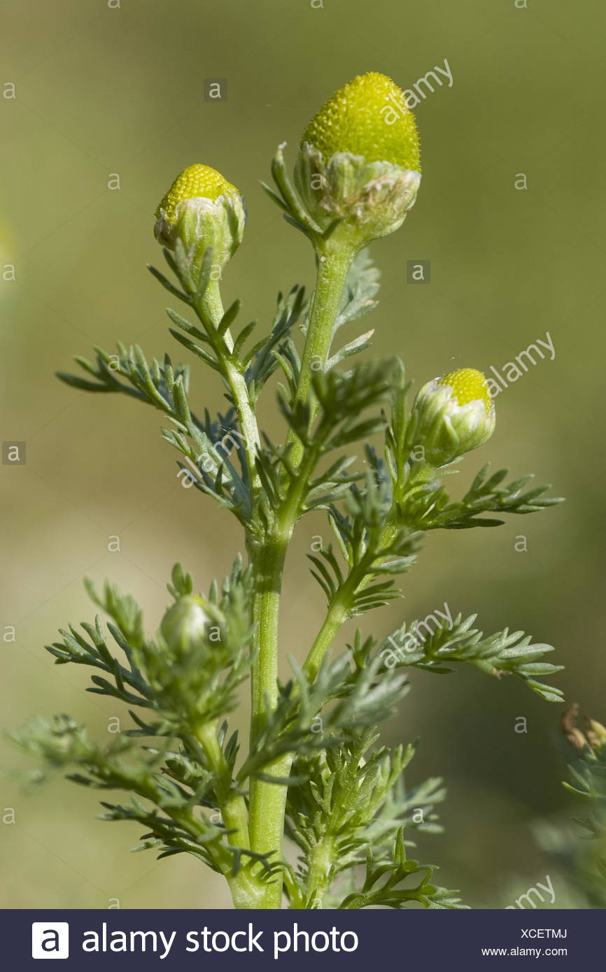 Mayweeds High Resolution Stock Photography and Images - Alamy