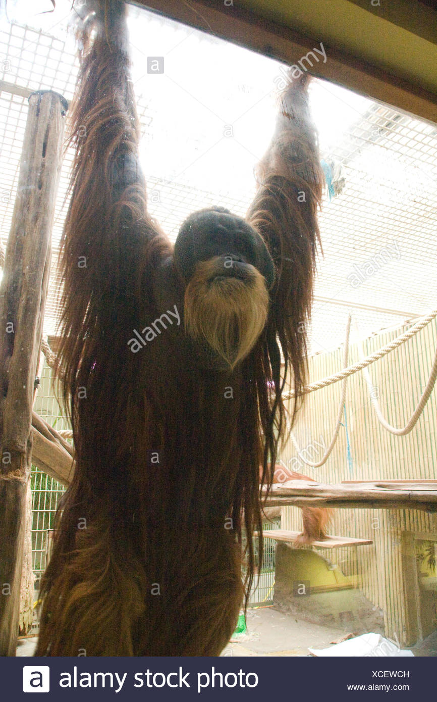 Anthropoid High Resolution Stock Photography and Images - Alamy