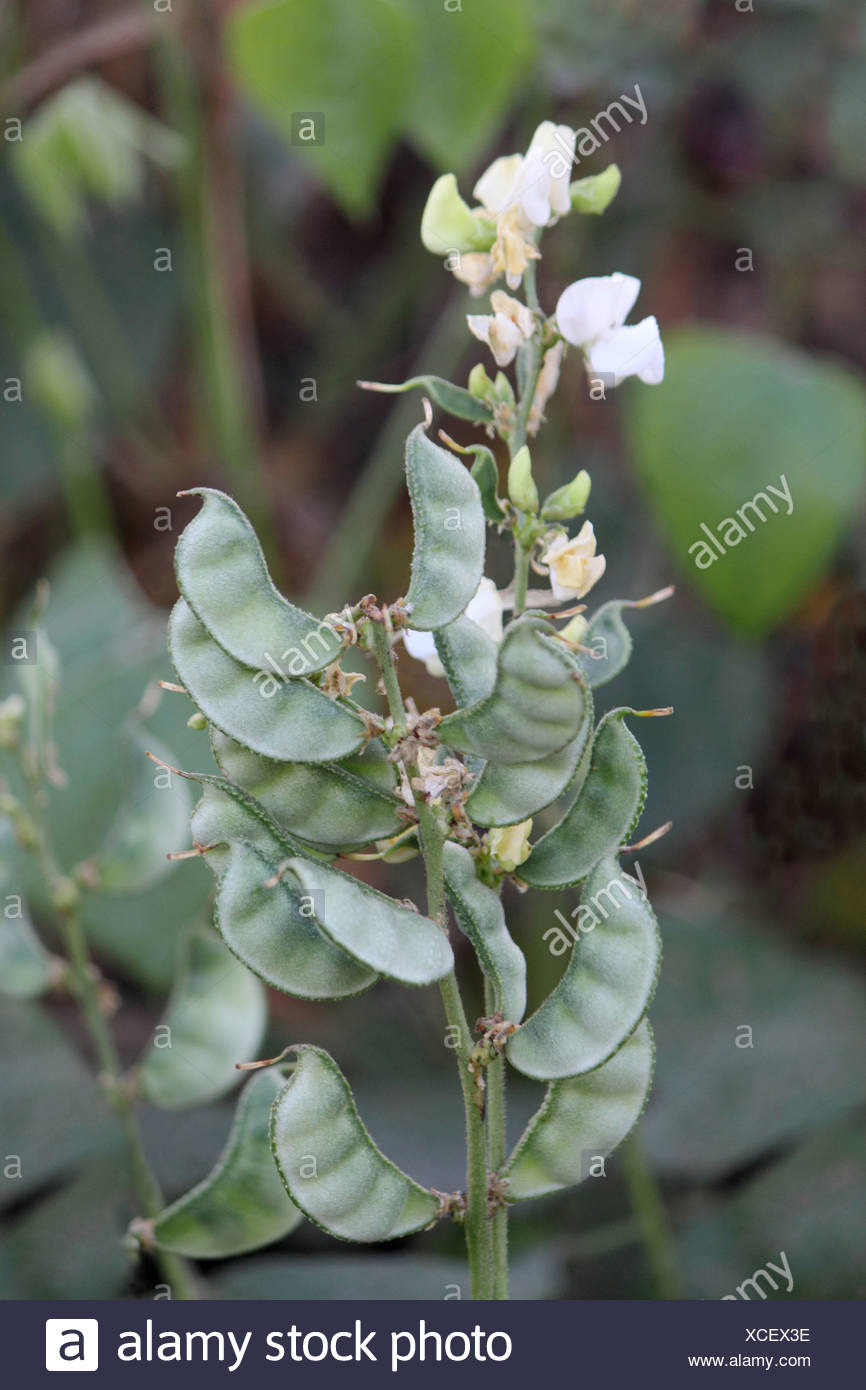 Lablab Bean High Resolution Stock Photography and Images - Alamy