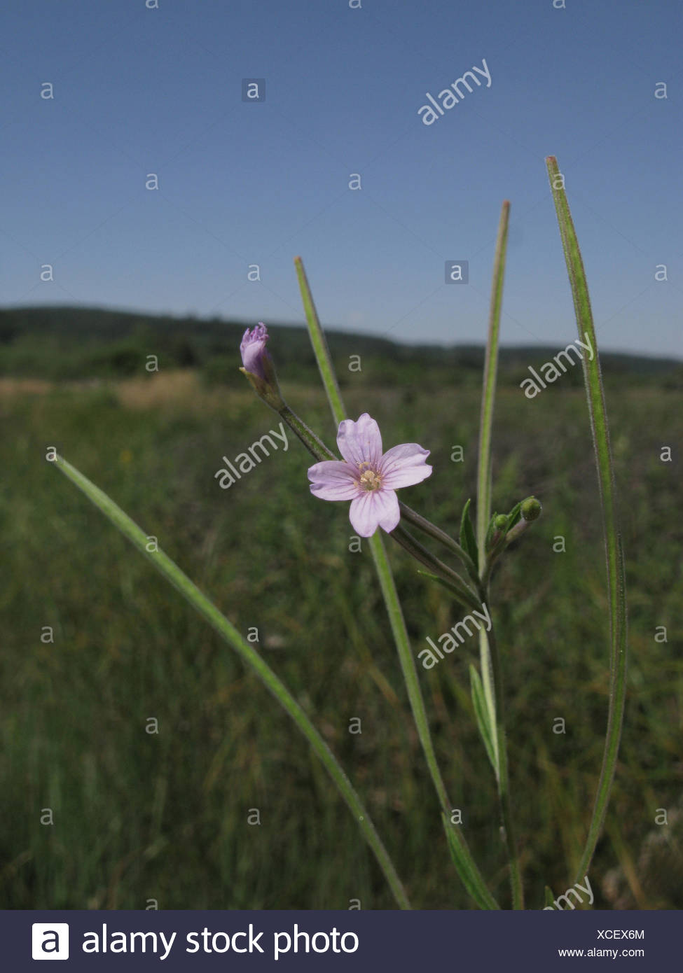 Swamp Willow High Resolution Stock Photography and Images - Alamy