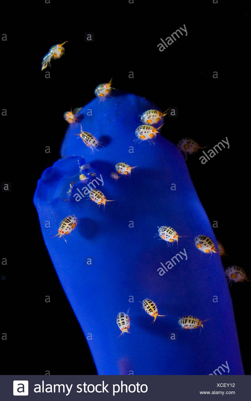 Gammarid Amphipod High Resolution Stock Photography and Images - Alamy