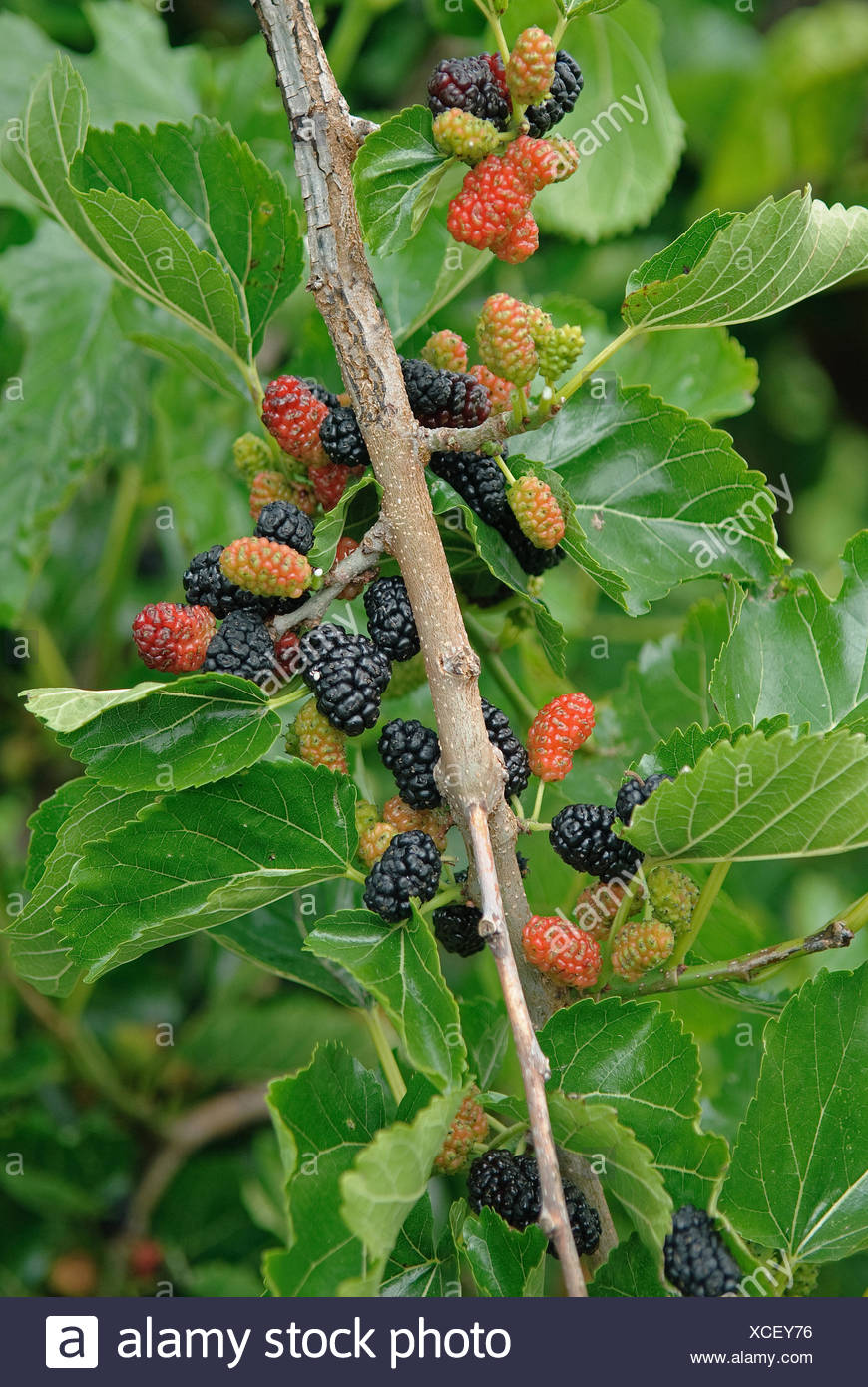 Black Mulberry Tree High Resolution Stock Photography and Images - Alamy