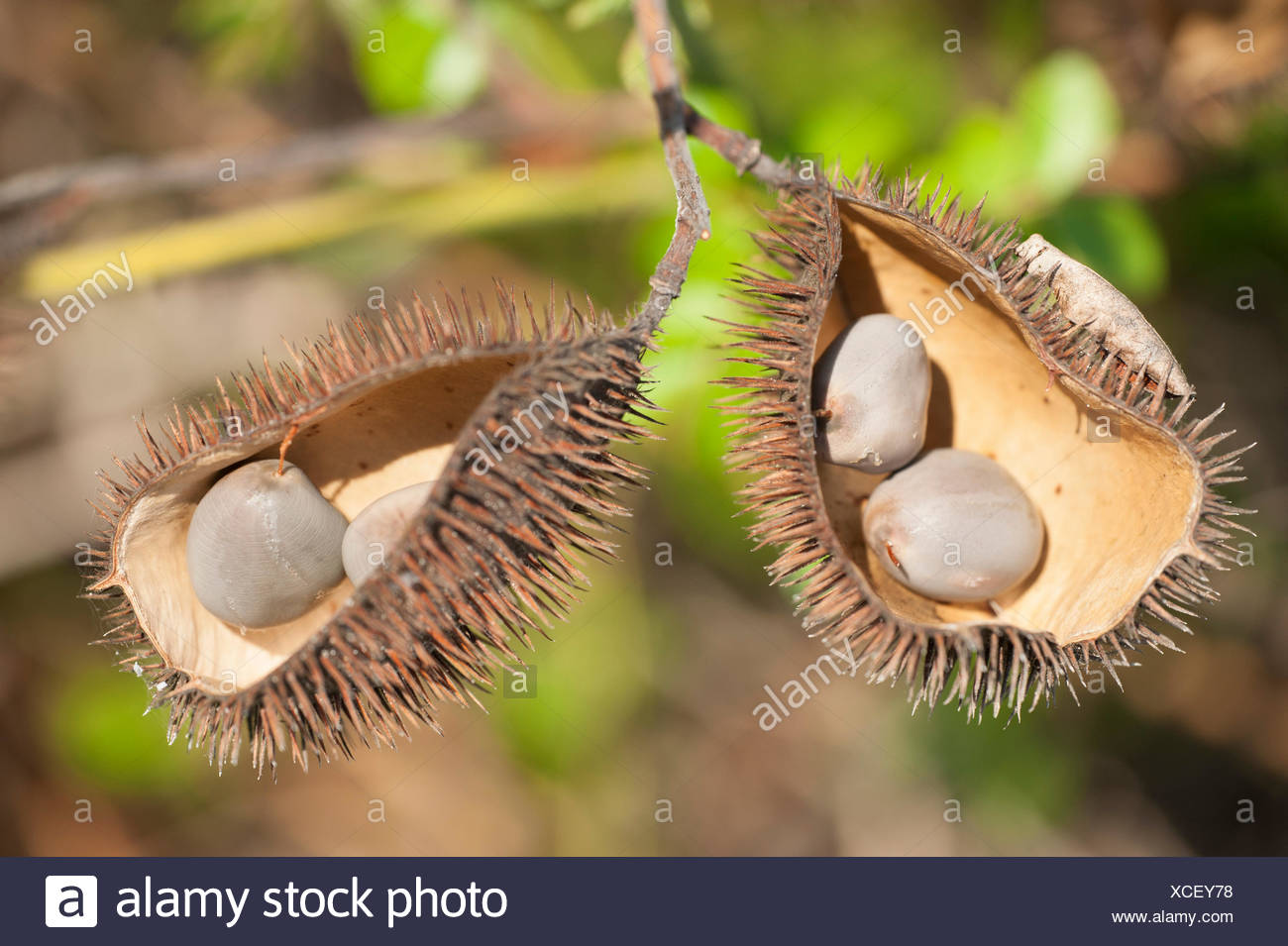 Spiky Seed Pod Stock Photos & Spiky Seed Pod Stock Images - Alamy