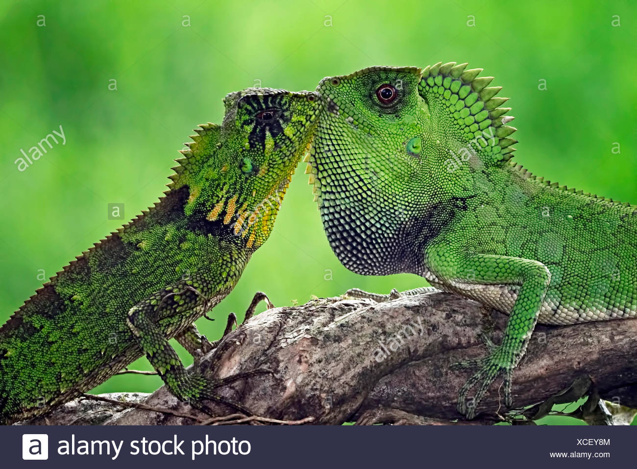 Two Chameleons Stock Photos & Two Chameleons Stock Images - Alamy