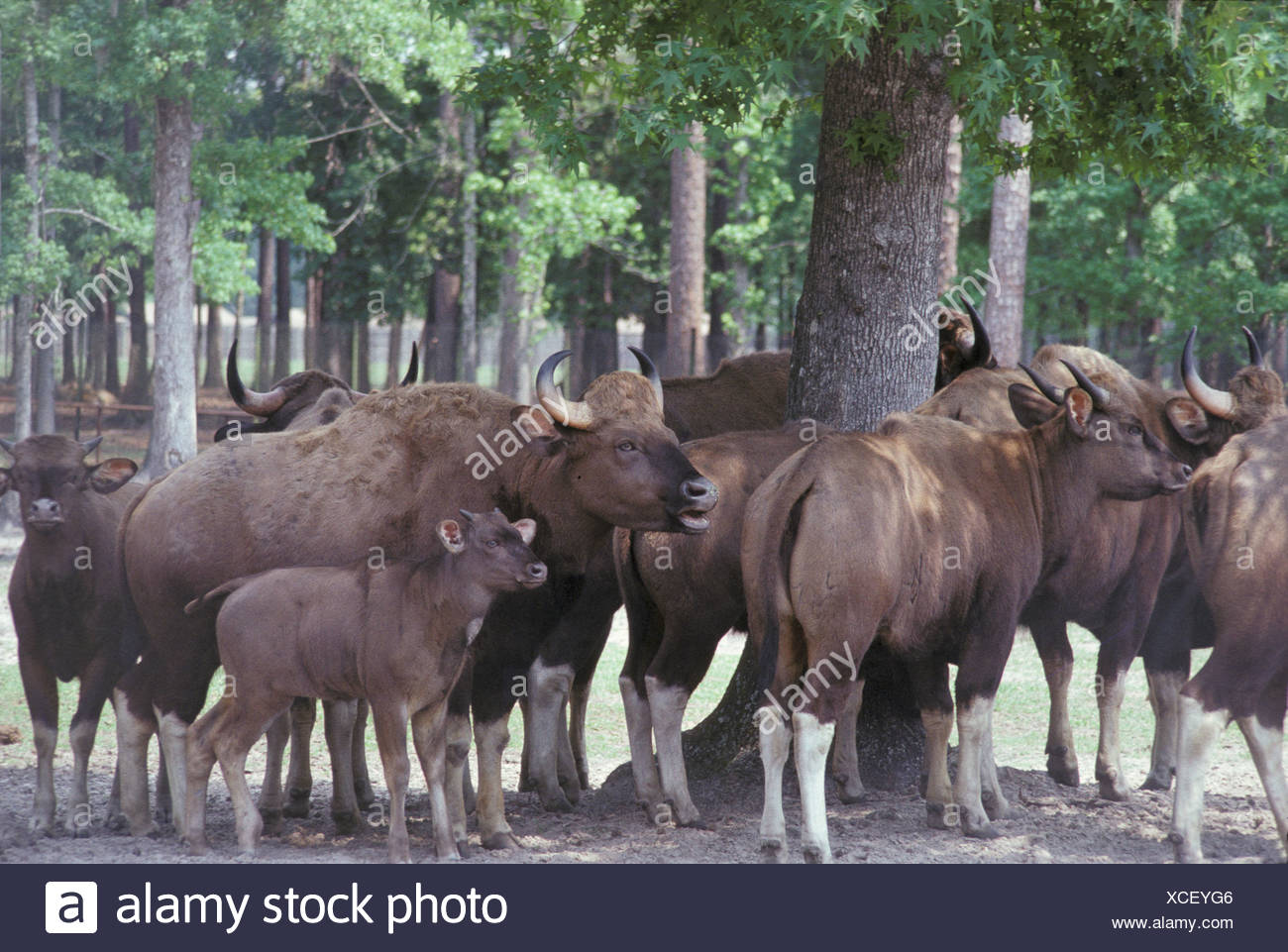 Guar High Resolution Stock Photography and Images - Alamy