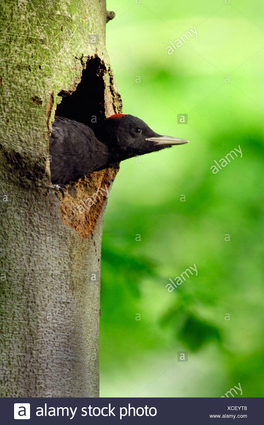 Black Woodpecker High Resolution Stock Photography and Images - Alamy