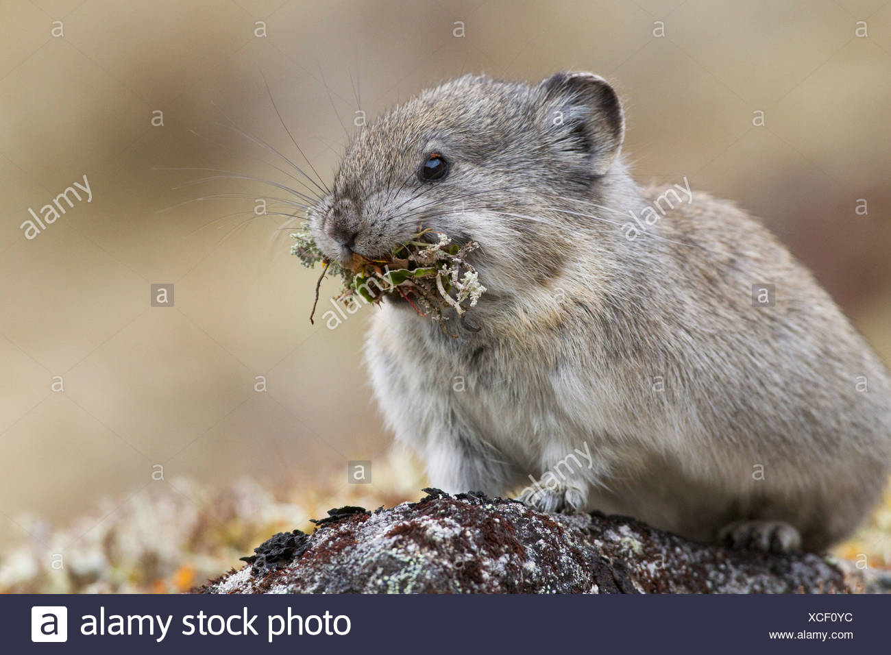 Little Haystack High Resolution Stock Photography and Images - Alamy