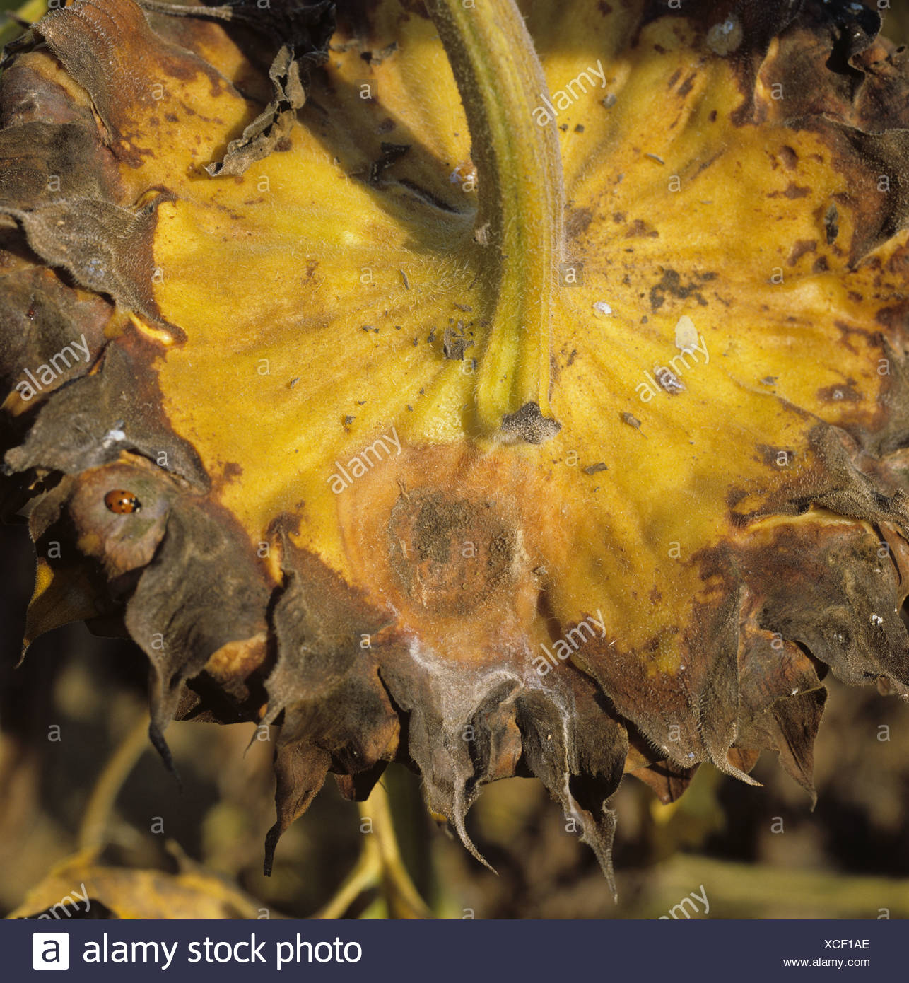 Grey Mould Botrytis Cinerea Mycelium Stock Photos & Grey Mould Botrytis ...