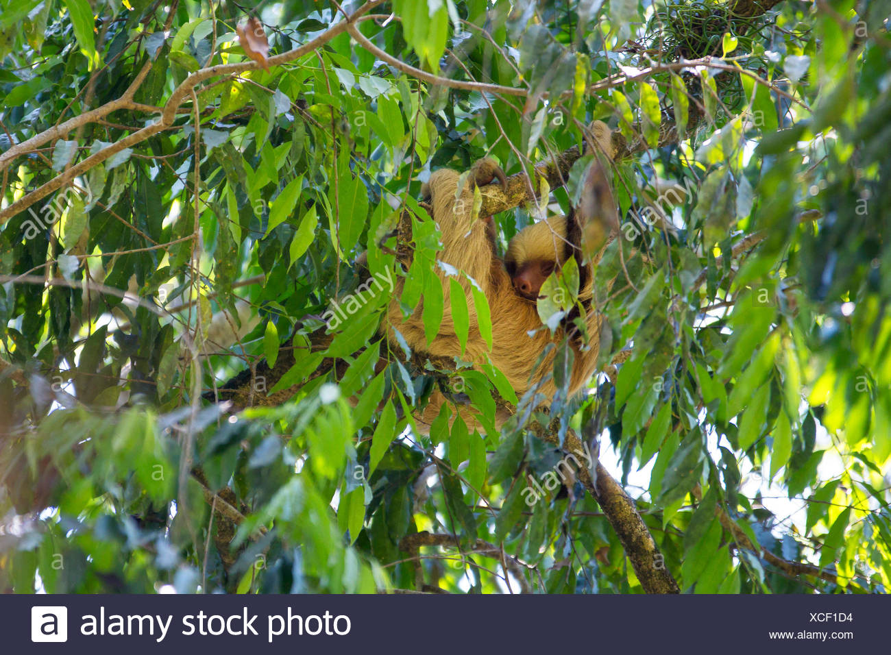 Two Toed Sloths Costa Rica High Resolution Stock Photography and Images ...