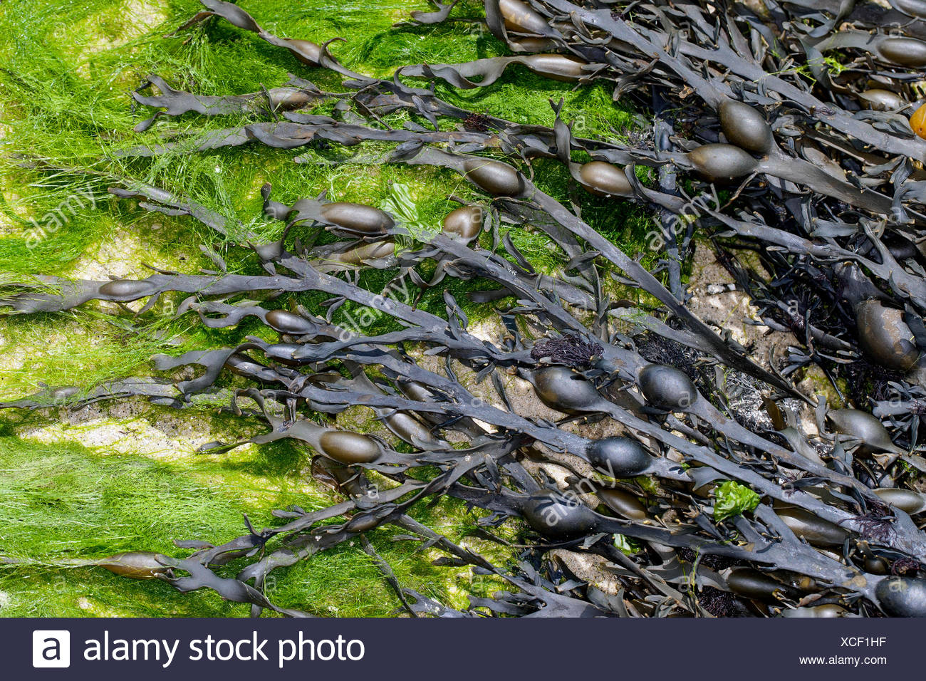 Knobbed Wrack High Resolution Stock Photography and Images - Alamy