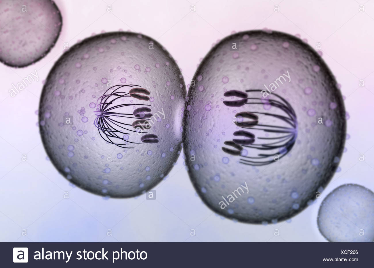 Telophase Of Cell Division High Resolution Stock Photography and Images ...