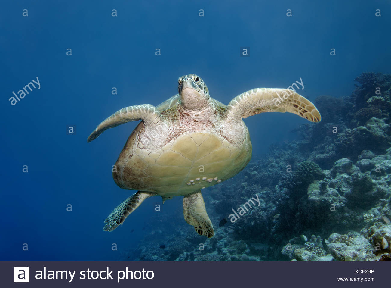 Sea Barnacles High Resolution Stock Photography and Images - Alamy