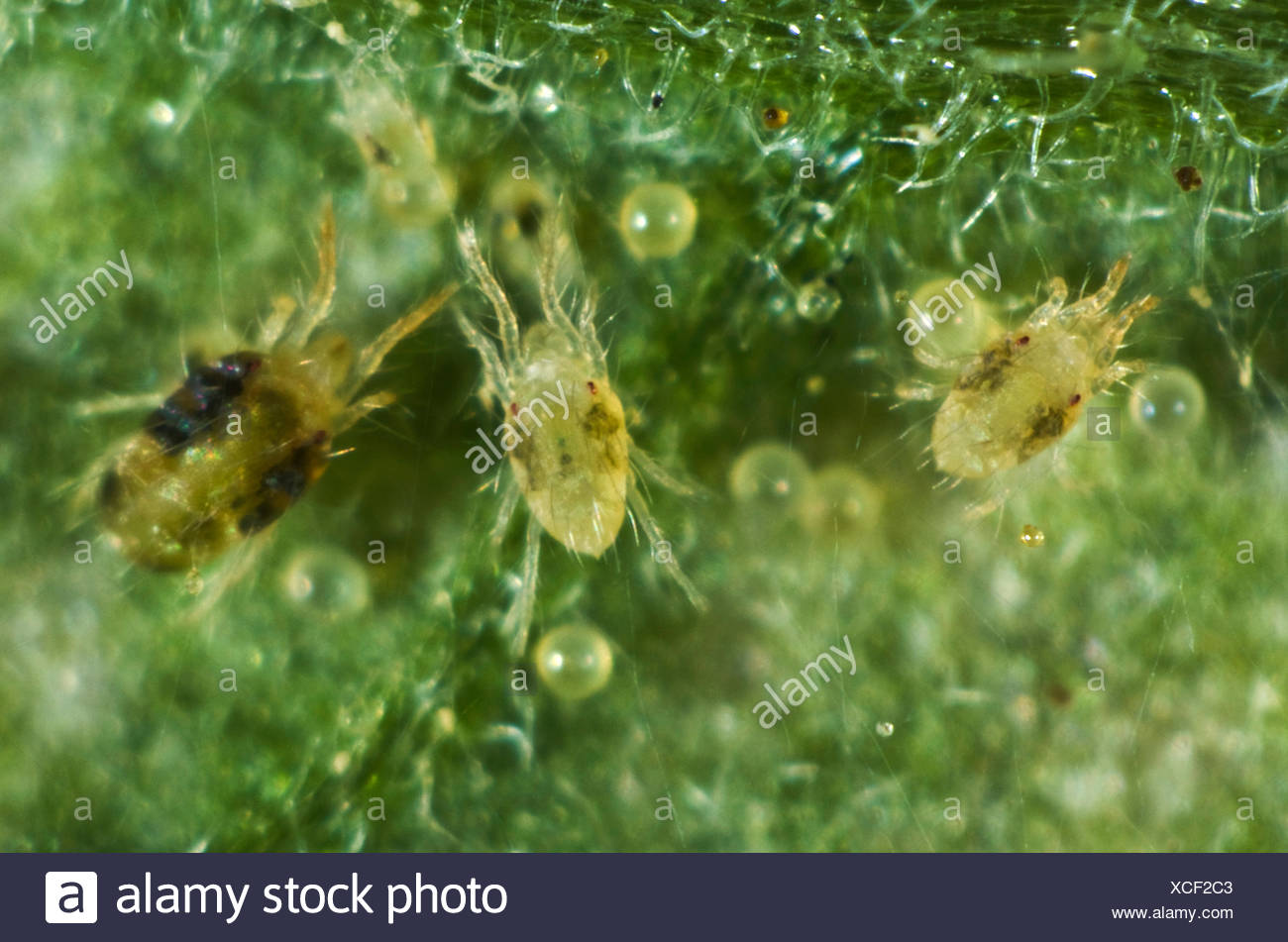 Red Spider Mites High Resolution Stock Photography and Images - Alamy