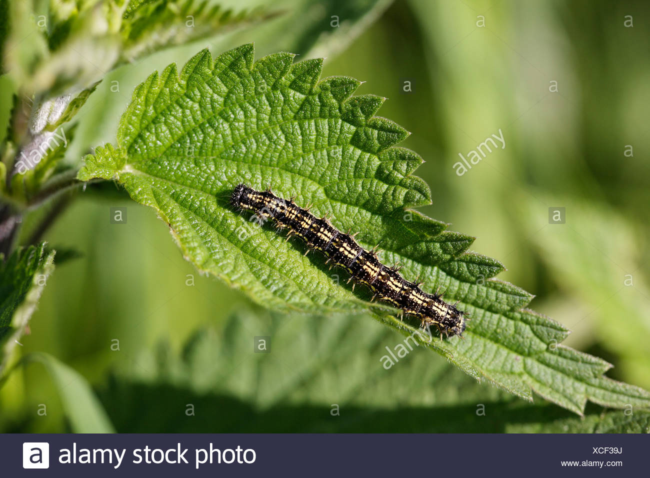 Tortoiseshell High Resolution Stock Photography and Images - Alamy