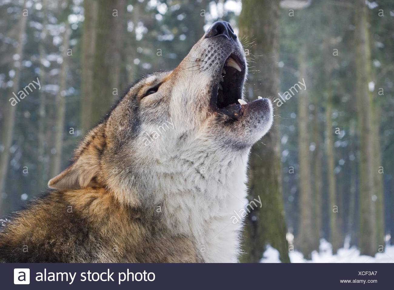 Wolf Behavior High Resolution Stock Photography and Images - Alamy